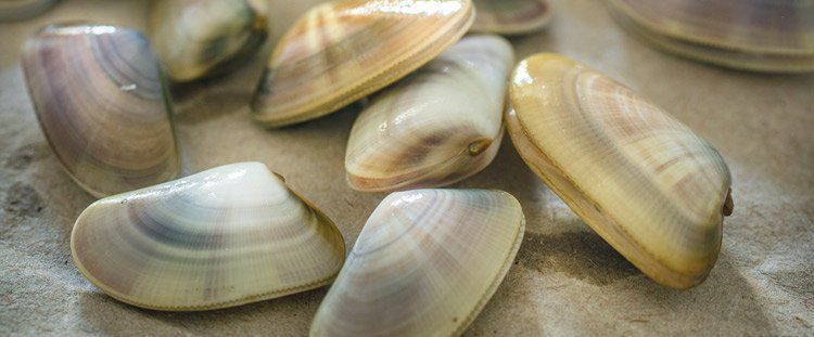 Tossina anamnesica nelle telline - Consumatori.it