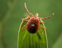 Zecche: ecco cosa dobbiamo fare se veniamo morsi