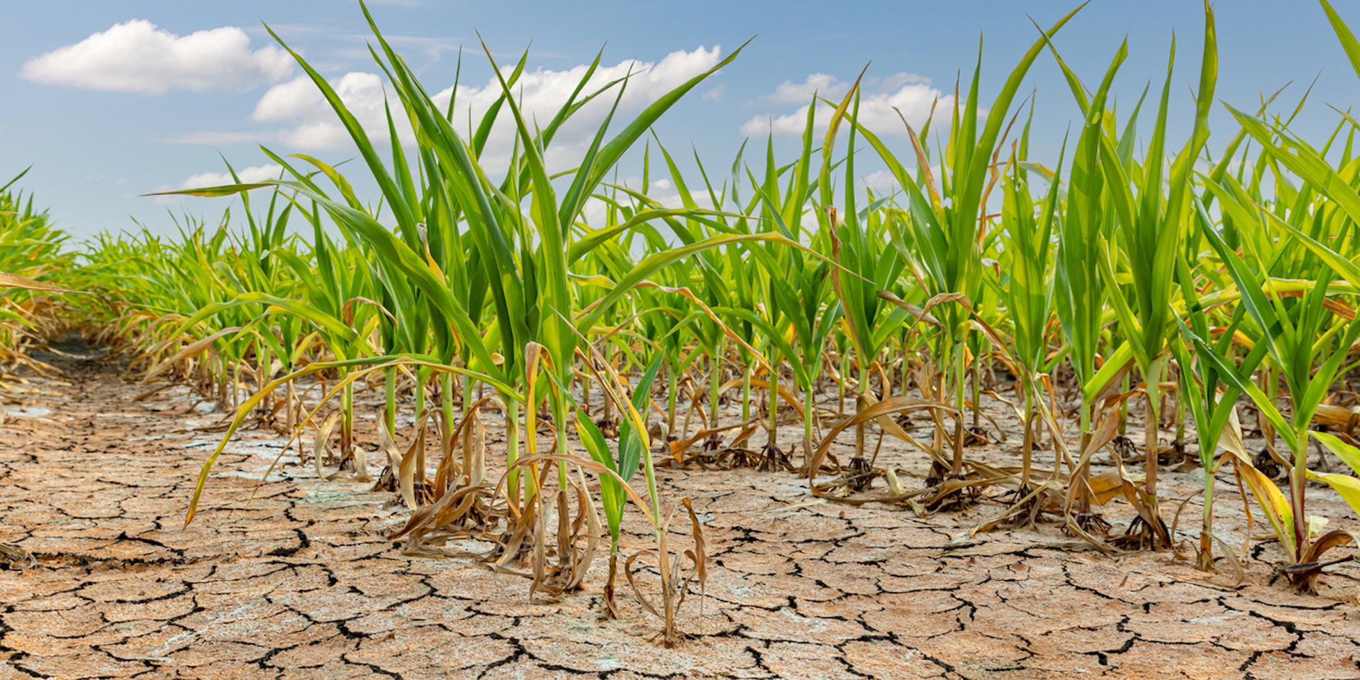 Salute del suolo e sicurezza degli alimenti